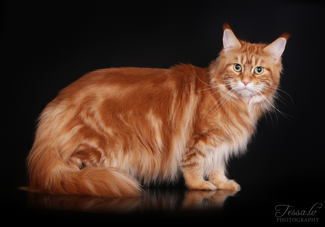 Maine coon - Kennel A'dreams – Laadukasta koirankasvatusta vuodesta 1987.