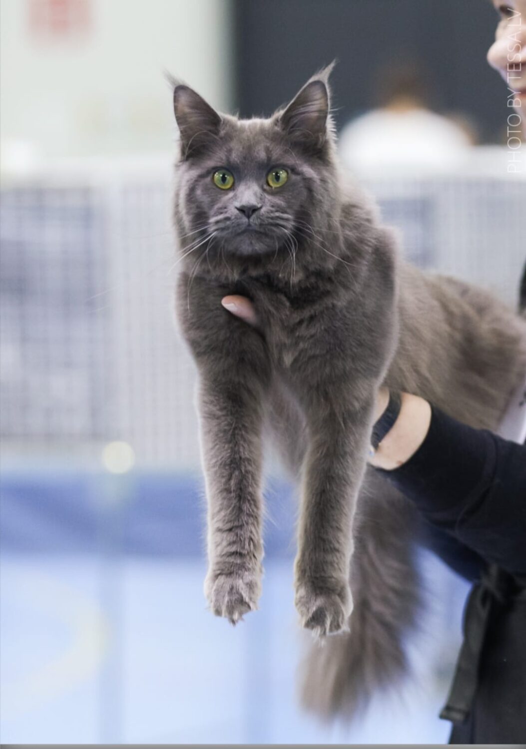 maine coon pentuja - Kennel A'dreams – Laadukasta koirankasvatusta ...