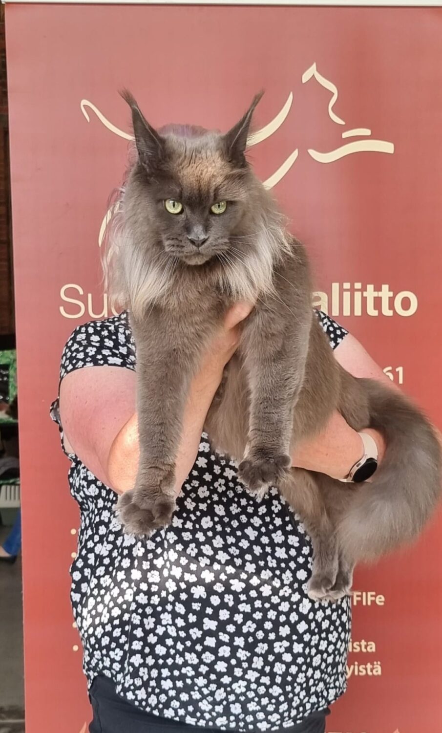 maine coon pentuja - Kennel A'dreams – Laadukasta koirankasvatusta ...