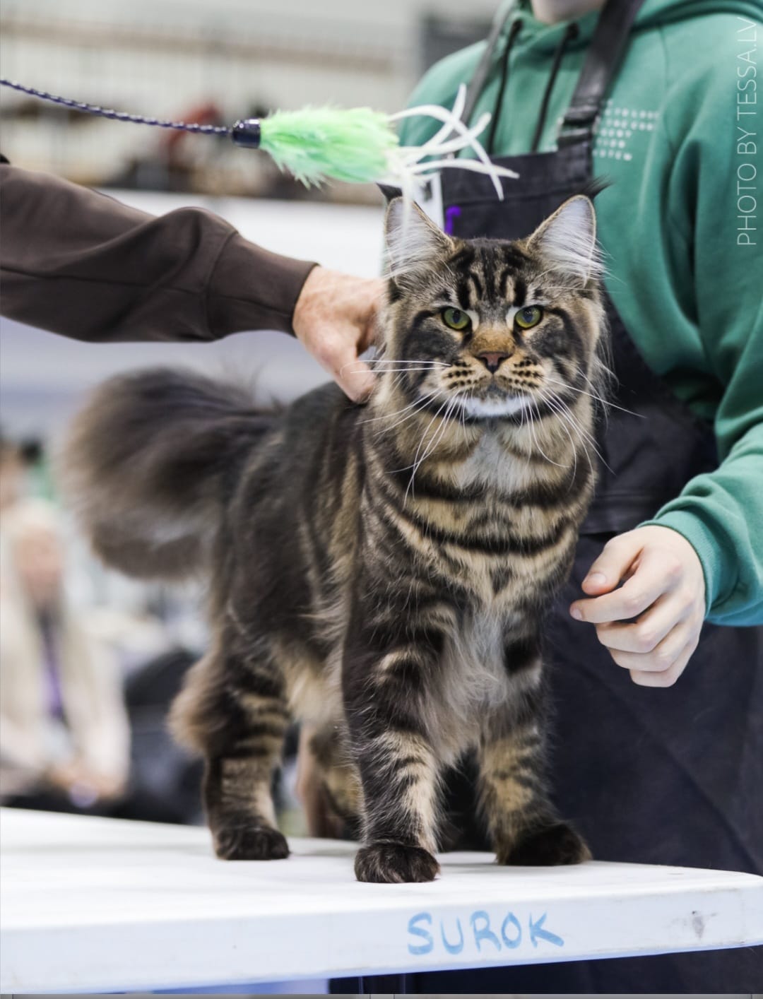 maine coon pentuja - Kennel A'dreams – Laadukasta koirankasvatusta ...