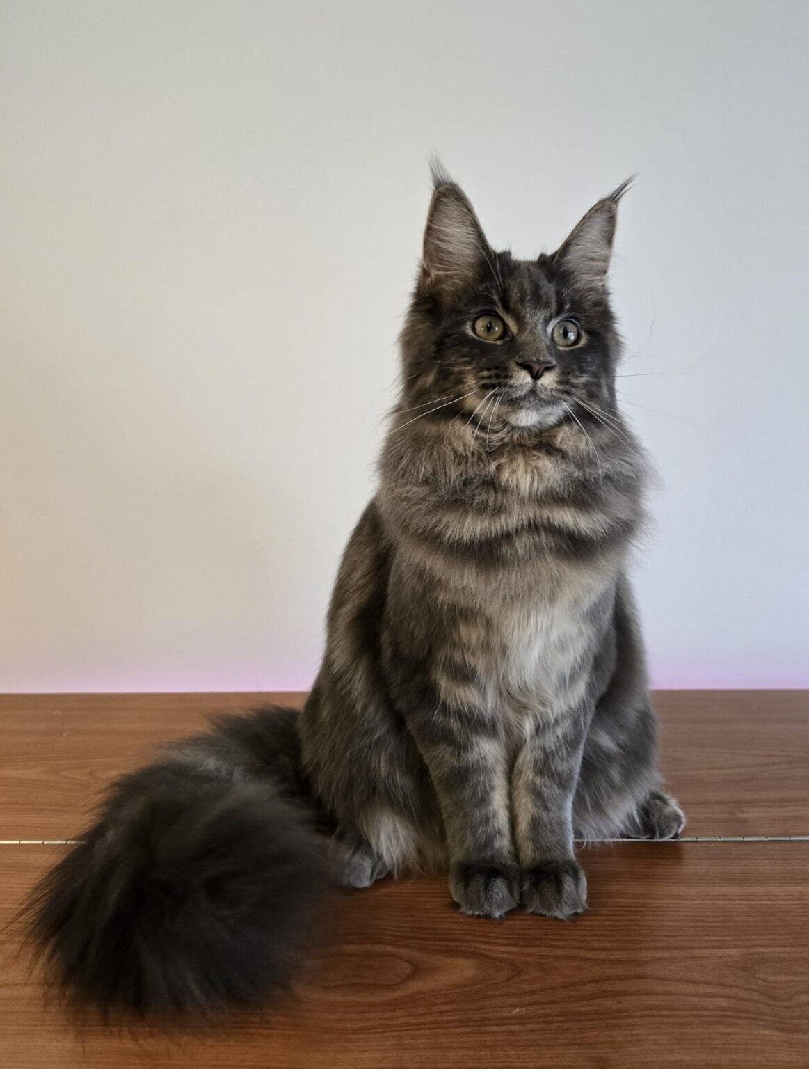 maine coon pentuja - Kennel A'dreams – Laadukasta koirankasvatusta ...