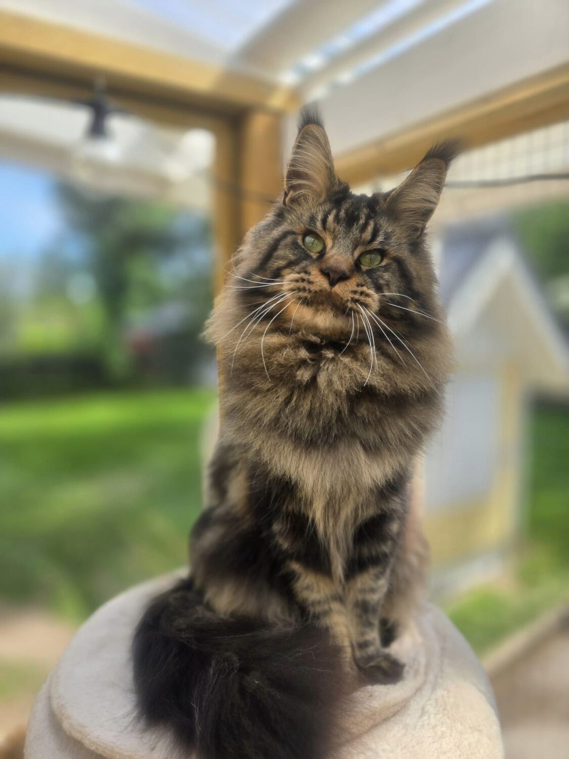 maine coon pentuja - Kennel A'dreams – Laadukasta koirankasvatusta ...