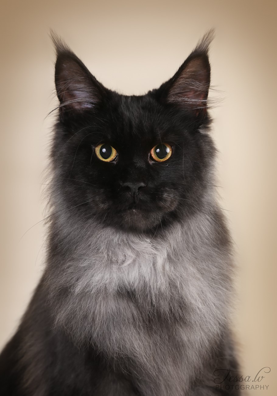 Maine coon - Kennel A'dreams – Laadukasta koirankasvatusta vuodesta 1987.